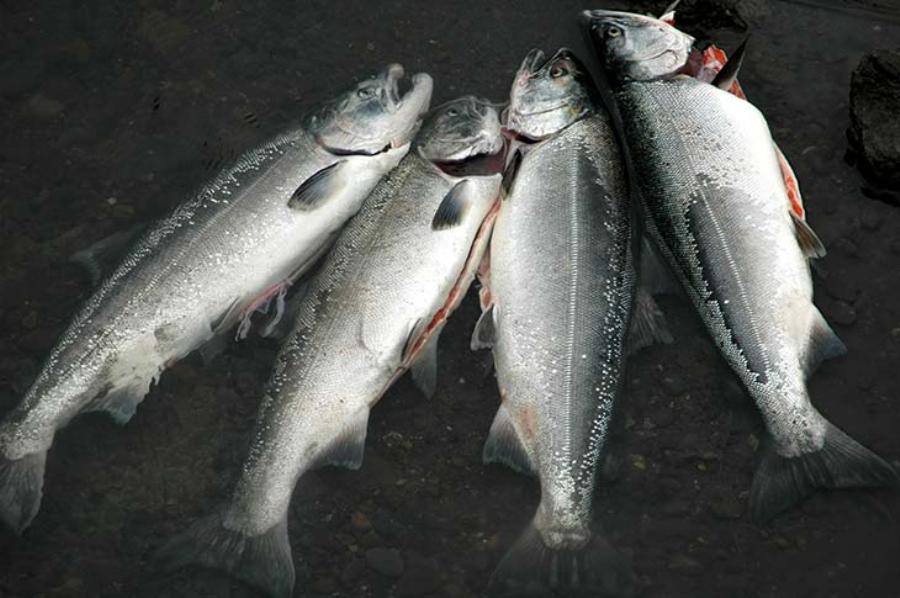 Ova riba je odlična za zdravo srce - NacionalnoPlus.hr